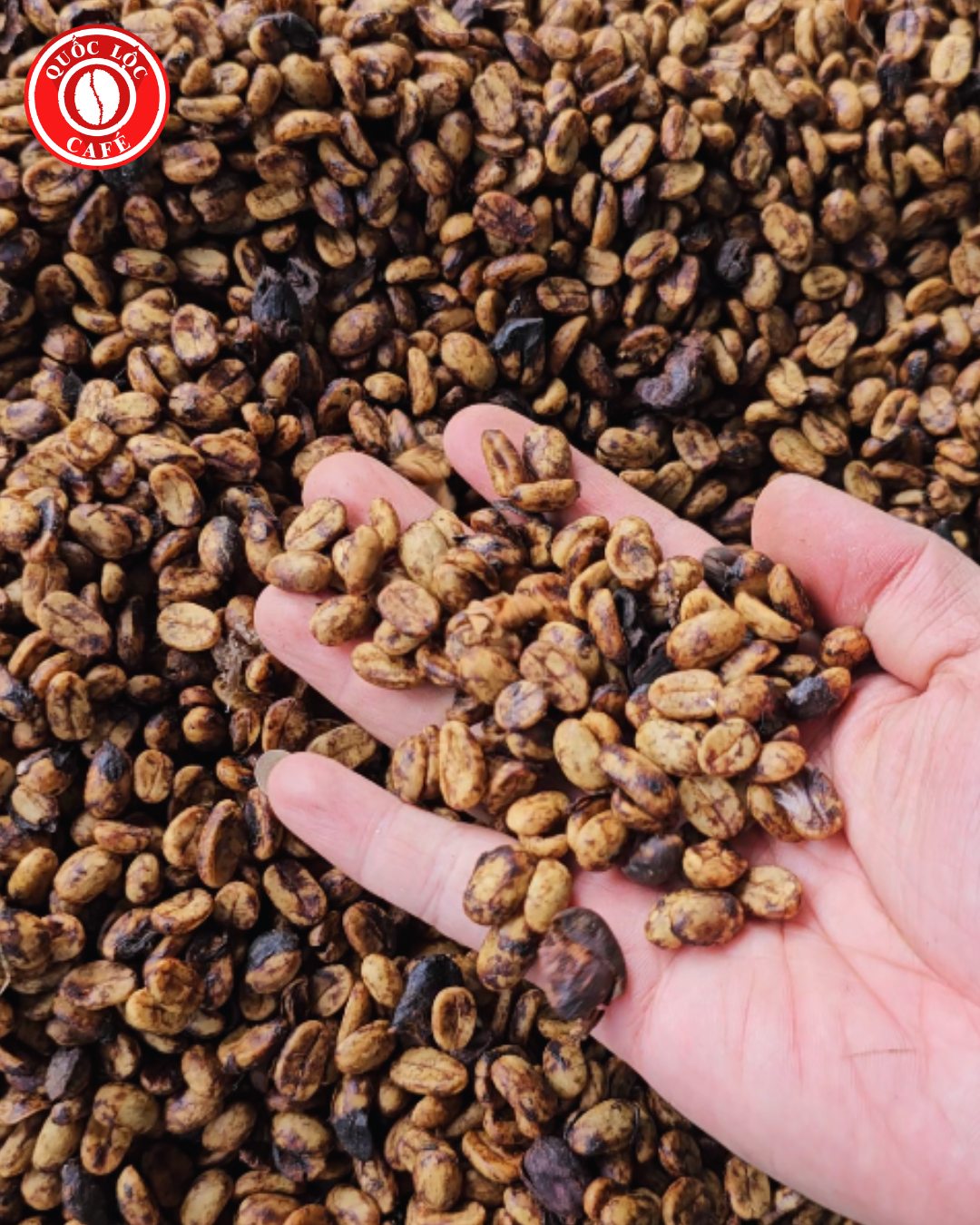 Cà phê Robusta Honey là gì? Vì sao được ưa chuộng? - Quốc Lộc Coffee